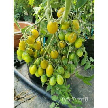 เมล็ด Amber Keyes Tomato-5เมล็ด-เมล็ด-Graines-Samen-P 360 แถม | Shopee ...