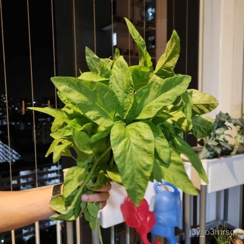 ทั้ง16500แสง/ขาย,10gseeds * PointedGreen GFVJ | Shopee Thailand