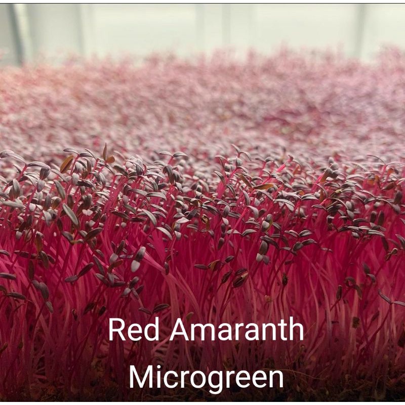 Red Amaranth Microgreen 5 กรัม เมล็ดนำเข้า | Shopee Thailand