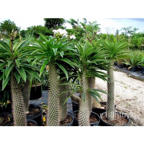 เมล็ด HAMMER Tree lamerei Madagascar Palm 100 seeds ข้าวโพด | Shopee ...
