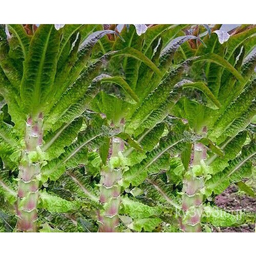 เมล็ด 1000 Red Leaf Stem celtuce seeds redleaf Grass 2022สินค้าใหม่ใหม่ ...