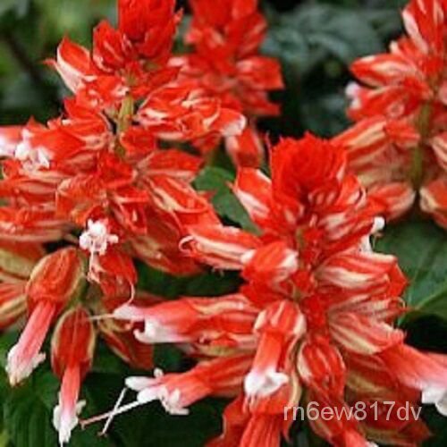 เมล็ด 40 Salvia Salsa Red เมล็ดต้นอ่อนไม้ทูโทนถาวรทนแล้ง Sage ต้นอ่อน ...
