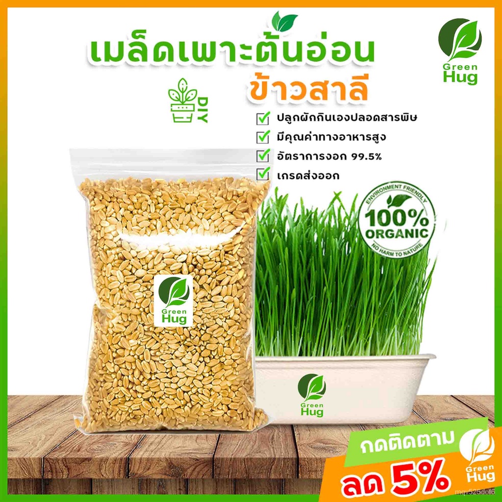 อินทรีย์็ด ใหม่็ด ใหม่็ดข้าวสาลี *500 กรัม* ( Wheat Seeds 500 g. ) GREENHUG ใหม่็ดบาทอ่อน. ใหม่ ...
