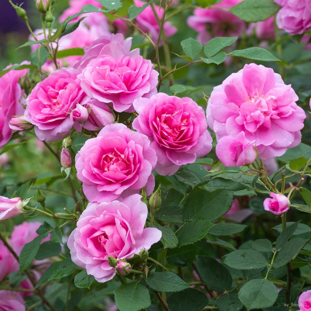 เมล็ด ใหม่็ด 30 ใหม่็ด ใหม่ Home Plant Seed Cariad สายใหม่อังกฤษ เพาะกุหลาบ นำเข้าจากอังกฤษ เพาะ ...