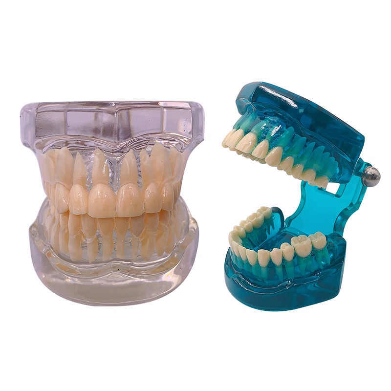 For Studying Model 1:1 Resin Dental Model Teeth Teaching Dentist ...