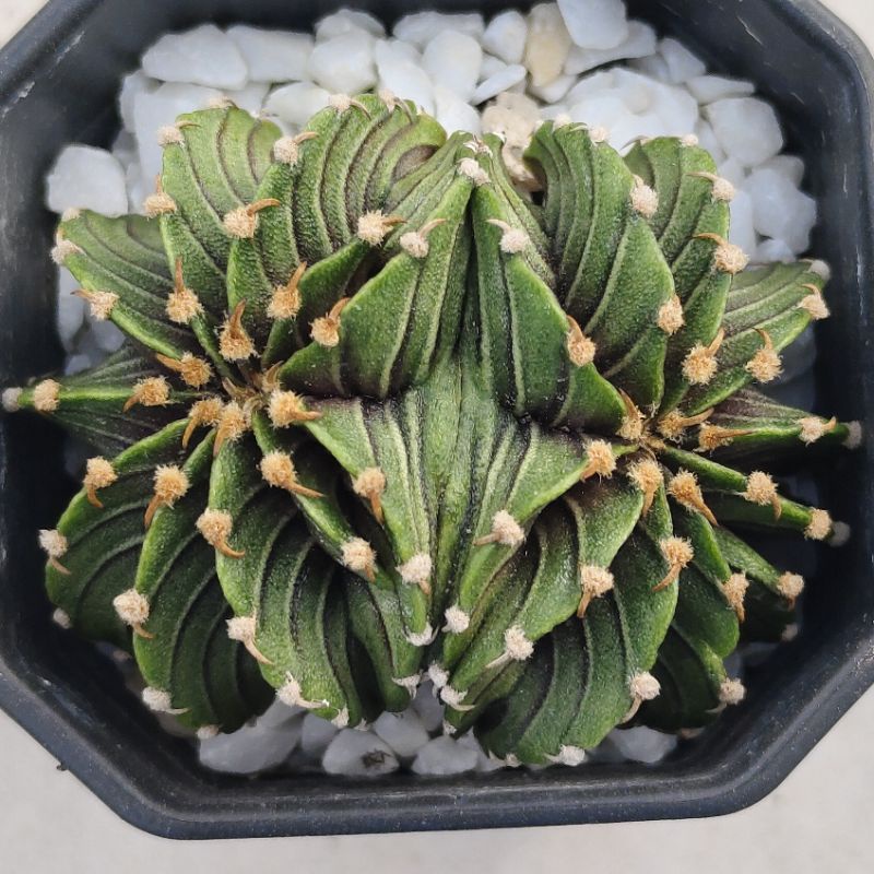 LB2178 แท้ ไม้เมล็ด กระบองเพชร แคคตัส | Shopee Thailand