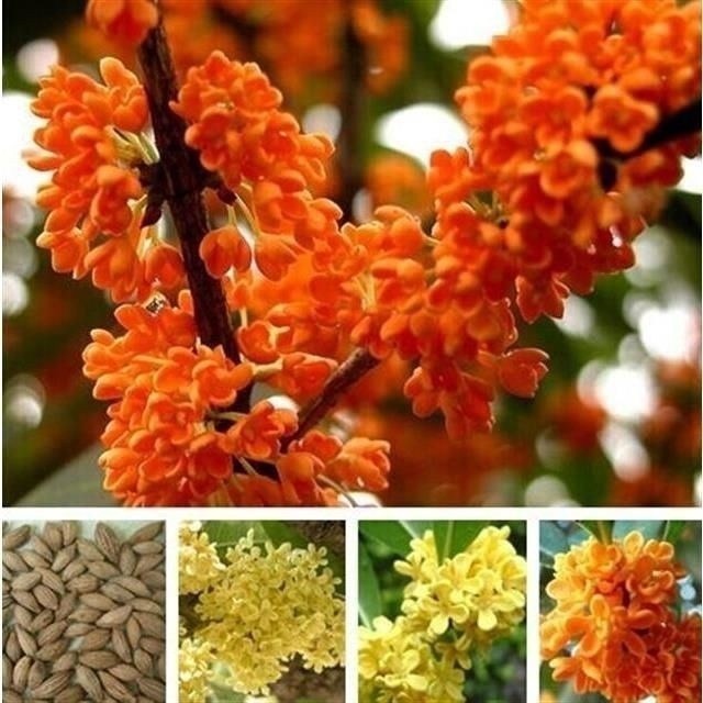 Osmanthus seeds Golden osmanthus agarwood Laurel Tree seeds เม่านบังแดด ...