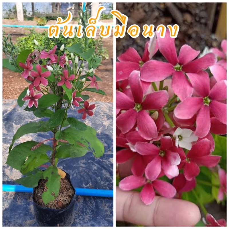 ต้นเล็บมือนาง ไม้ดอกที่งดงามและมีกลิ่นหอม ทั้งปลูกง่าย ทนทาน ใบอ่อน ...