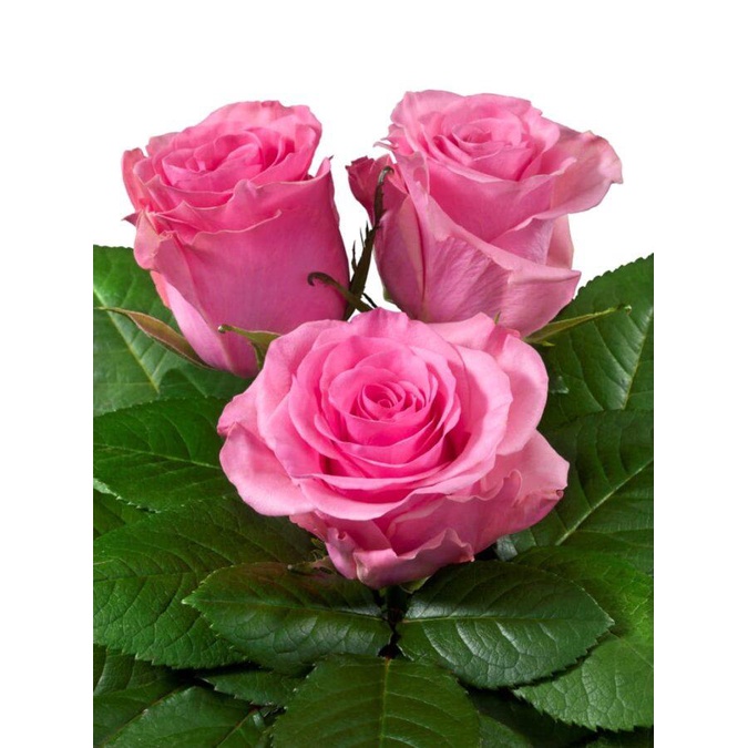 10 เมล็ด กุหลาบ Intermediate Hybrid Tea Rose สายพันธุ์ Tabatha สีชมพู ...