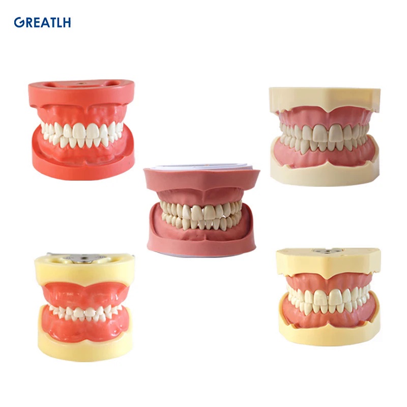 Dental Model Teeth Teaching Model Study Removable Orthodontic Implant ...
