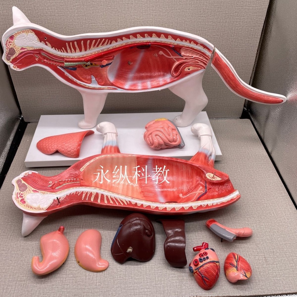 Yonglongitudinal Science and Education Animal Overall Anatomy Model Cat ...