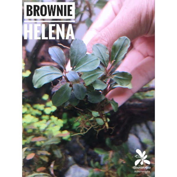 Bucephalandra,Bucep,บูเซป, Arrow Head,Helena, Melawi Brown, Lamandau ...