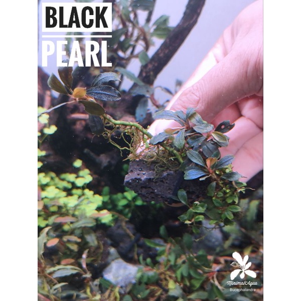 Bucephalandra,Bucep,บูเซป, Black Pearl, Lamandau Red, Lamandau Round ...