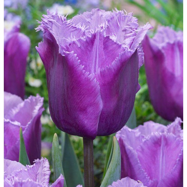 20 เมล็ด ดอกไม้ ทิวลิป ความรัก ความศรัทธา Tulip Seeds สายพันธุ์ Tulip ...