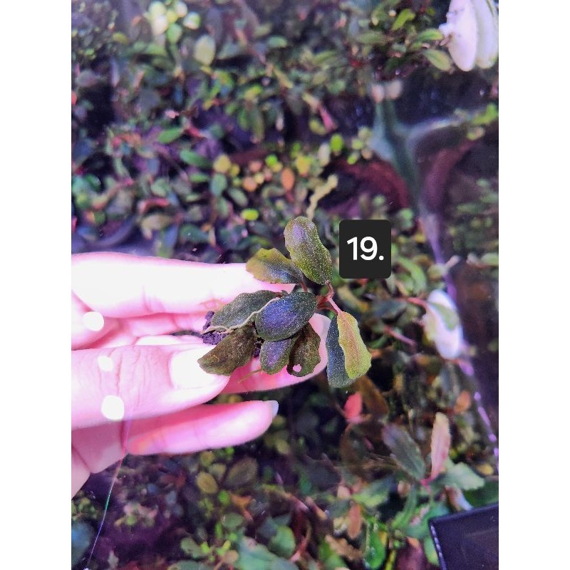 Bucep สวยๆ ใบน้ำ 100% Brownie Ghost Elnino 2015, Red Serenade | Shopee ...