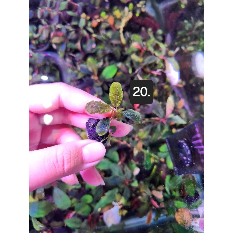 Bucep สวยๆ ใบน้ำ 100% Brownie Ghost Elnino 2015, Red Serenade | Shopee ...