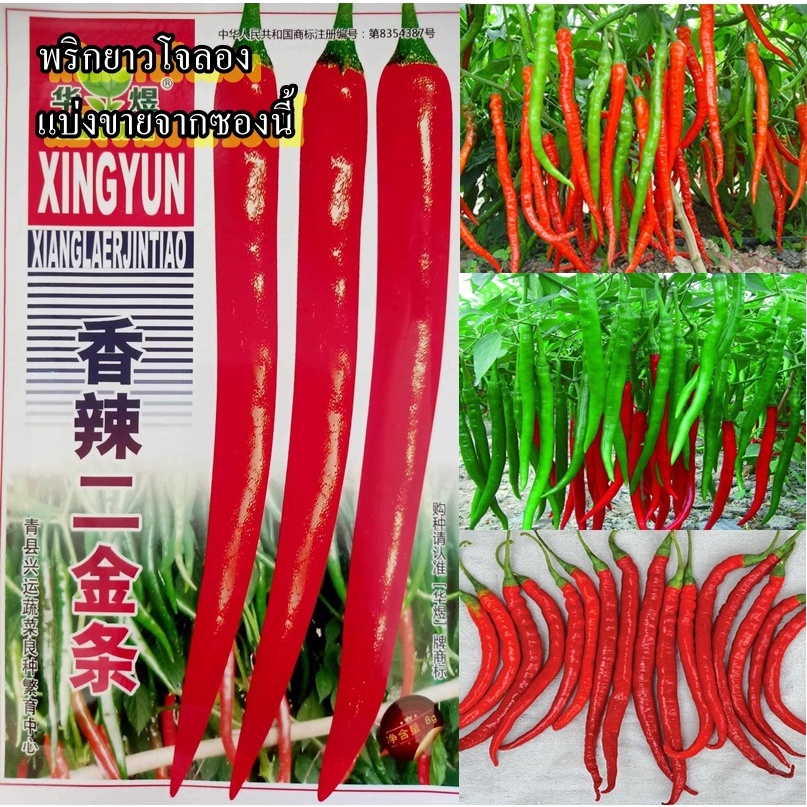 100+ เมล็ด เมล็ดพริกยาวโจลอง (ปลูกง่าย ผลยาว 18-20 ซม.ผลสีแดง ติดผลดก ...
