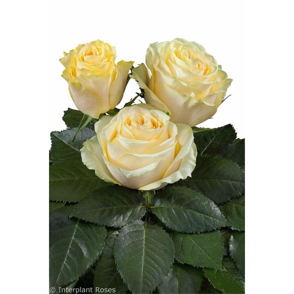 10 เมล็ด กุหลาบ Intermediate Hybrid Tea Rose สายพันธุ์ Limonetti สีขาว ...