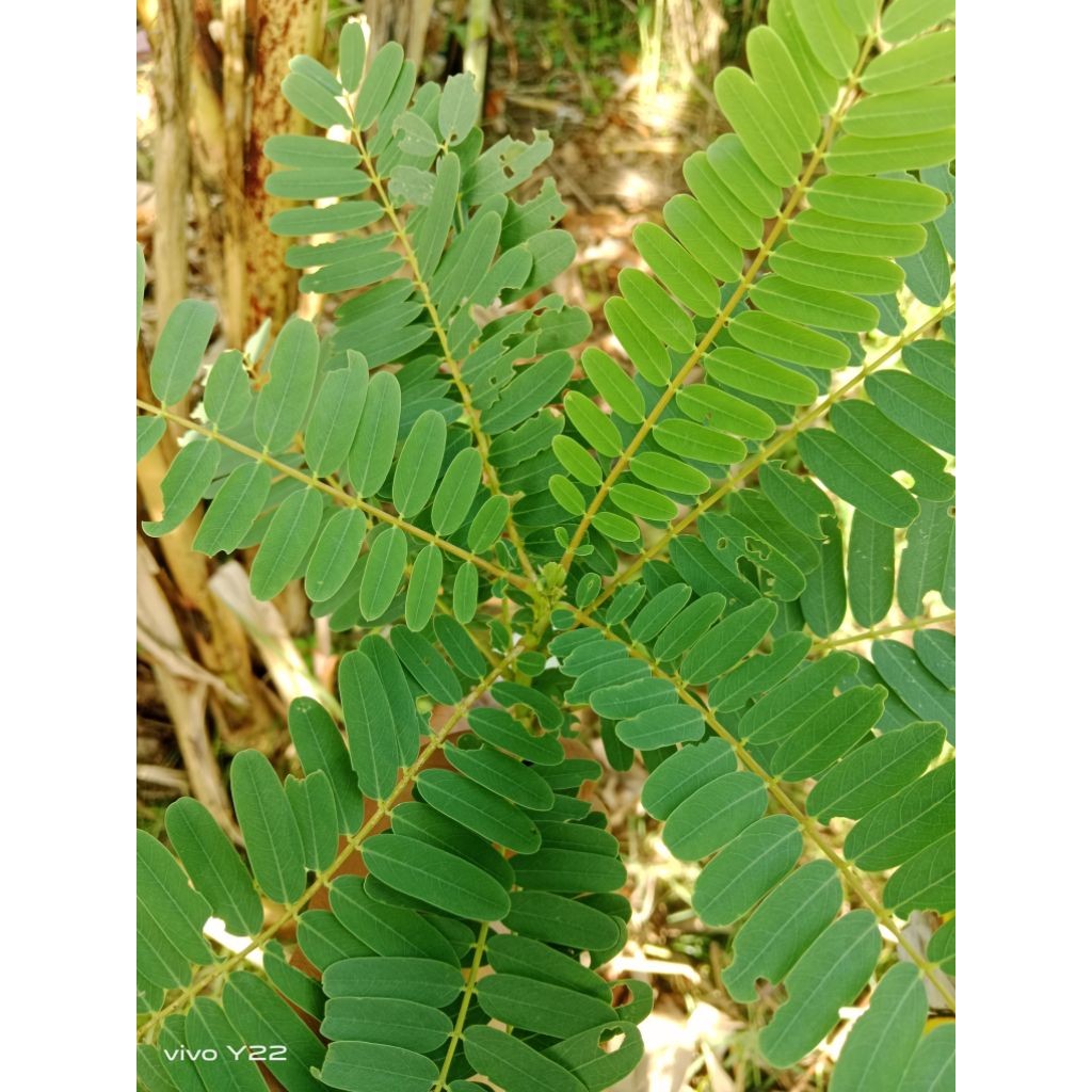 ใบเเคขาวสดสำหรับสมุนไพรขนาด 500 กรัม 80 บาท | Shopee Thailand