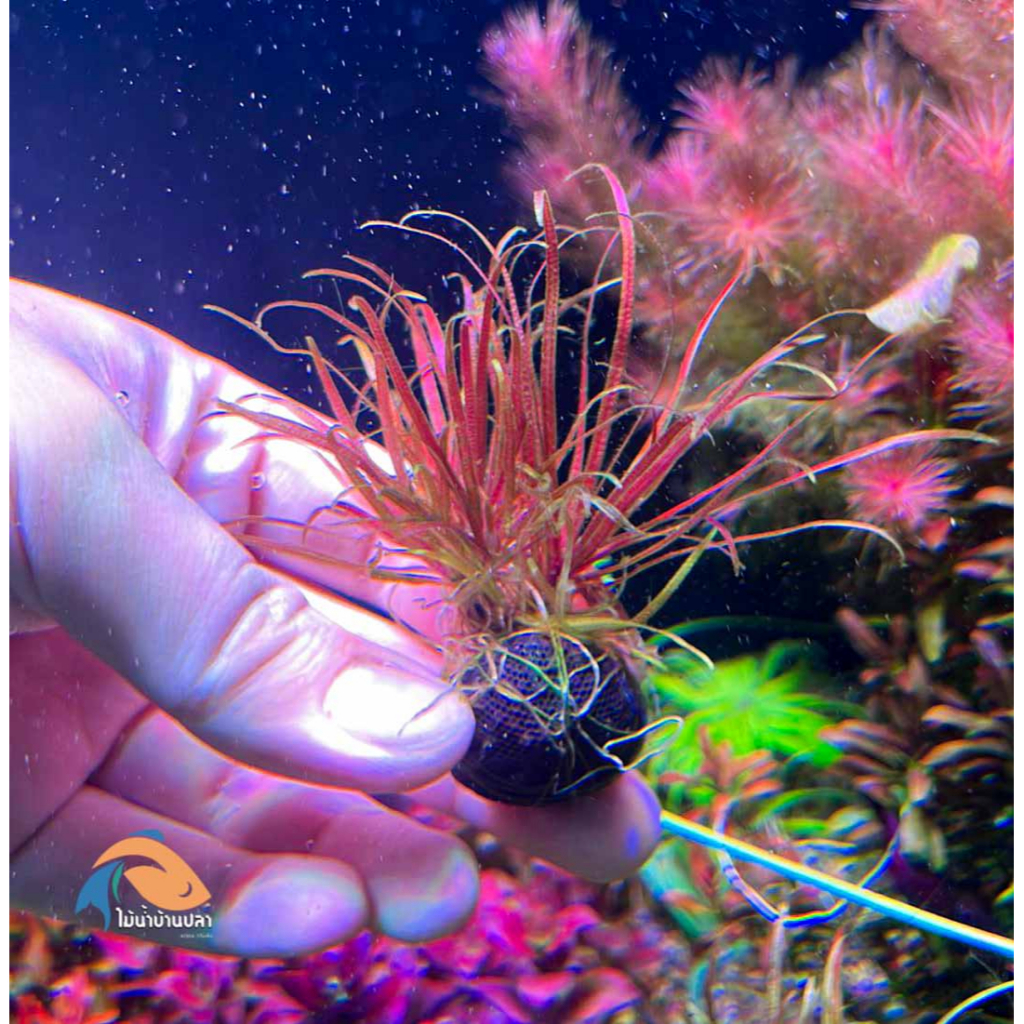 ต้นไม้น้ำ บริกซ่าแดง/โนโวกินีนซิส blyxa novoguineensis (ADA)(เอาไปทำสี ...