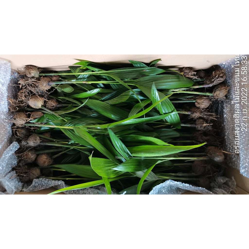 ผลหมากแก่ลูกหมาก2บาท, หมากเหลือง, หมากสูงหมากอ่อน หมากกินกับพลูหมาก ...