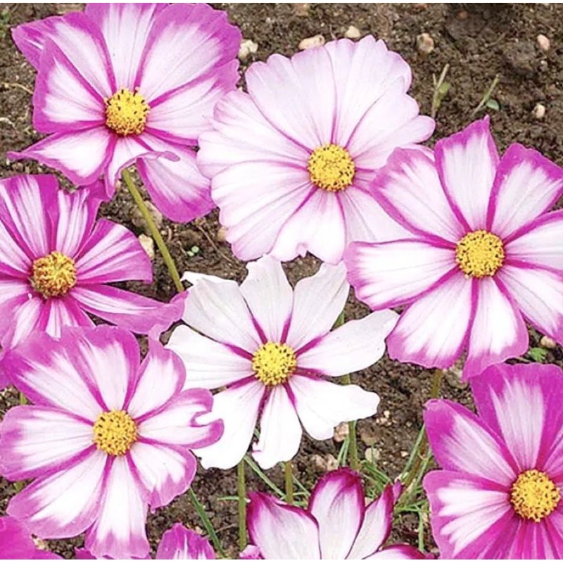 เมล็ดพันธุ์ ดอกไม้ ดาวกระจายแคนดี้สตริป ( Candy Stripe Cosmos Flower ...
