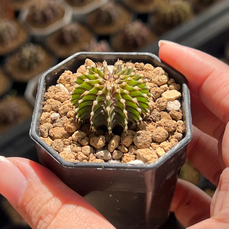 LB2178 แท้ 10-13 พู ไม้เมล็ด ขนาด 2-3 ซม. แคคตัส กระบองเพชร ส่งแบบถอดกระถาง | Shopee Thailand