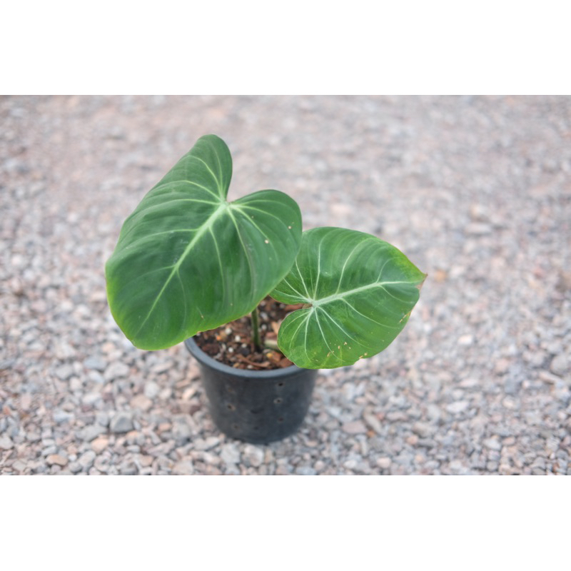 Philodendron gloriusum ฟิโลเดนดรอน กลอลิออซั่ม ก้านแบน | Shopee Thailand