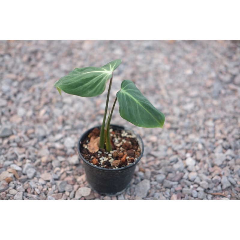Philodendron gloriusum ฟิโลเดนดรอน กลอลิออซั่ม ก้านแบน | Shopee Thailand