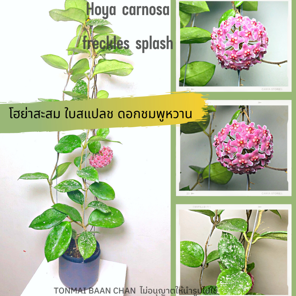Hoya carnosa freckles splash ต้นไม้ดอก โฮย่าสะสมใบสแปลช ออกดอกดกตลอดปี ...