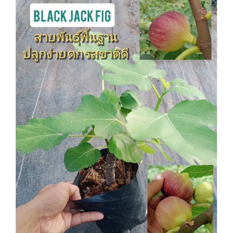 ต้นมะเดื่อฝรั่ง แบล๊คแจ๊ค Black Jack Fig (BTM6) | Shopee Thailand