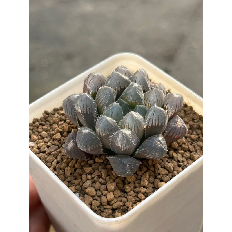 ไม้อวบน้ำ Haworthia Obtusa 'Blue lens' สีสวยเข้ม เลี้ยงง่าย ใบสีออกฟ้า ...