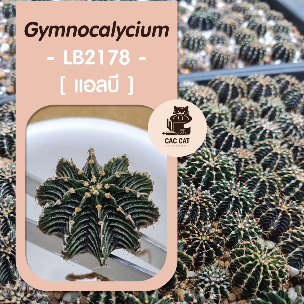 LB2178 แท้! เน้นพูเยอะ ลูกไม้ยูเครน มาแบ่งให้เลือกกันค่ะ | Shopee Thailand