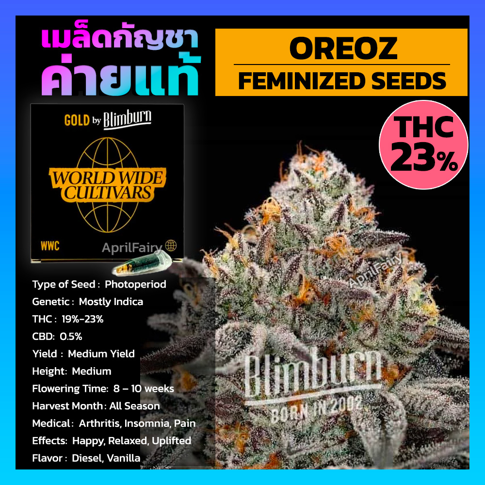 เมล็ดกัญ ชา ออโต้ โฟโต้ เพศเมีย เมล็ดค่าย Blimburn Seeds แท้100% แบ่ง ...