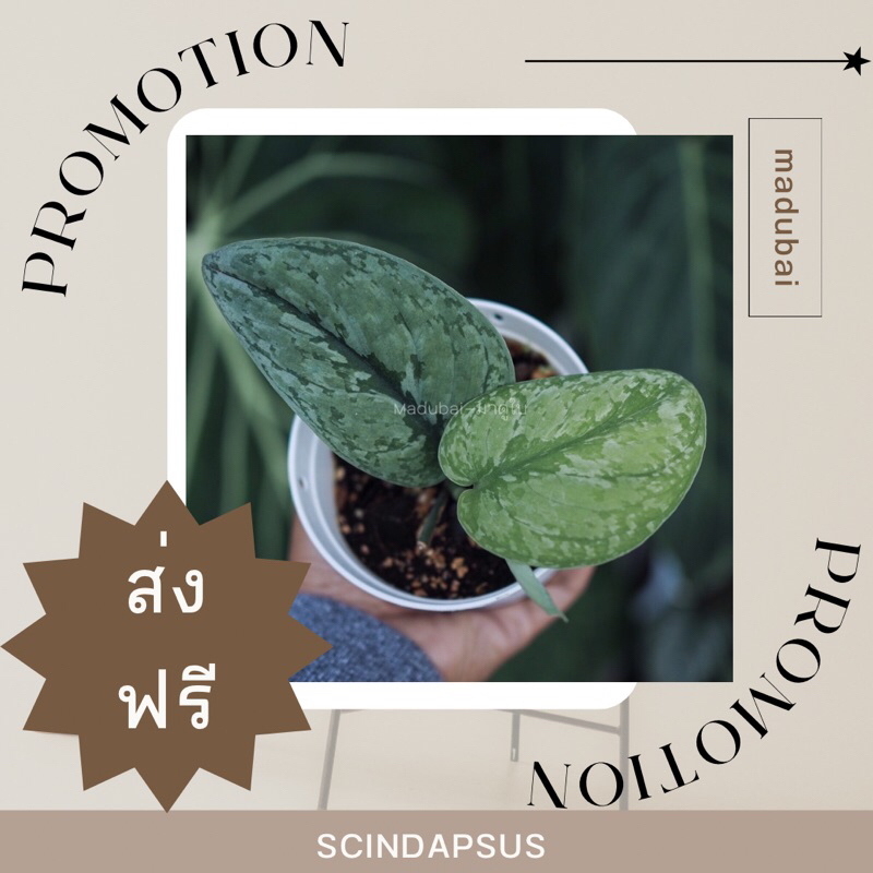 Scindapsus Splash Blue พลูหัวใจแนบ/พลูแนบอุรา | Shopee Thailand