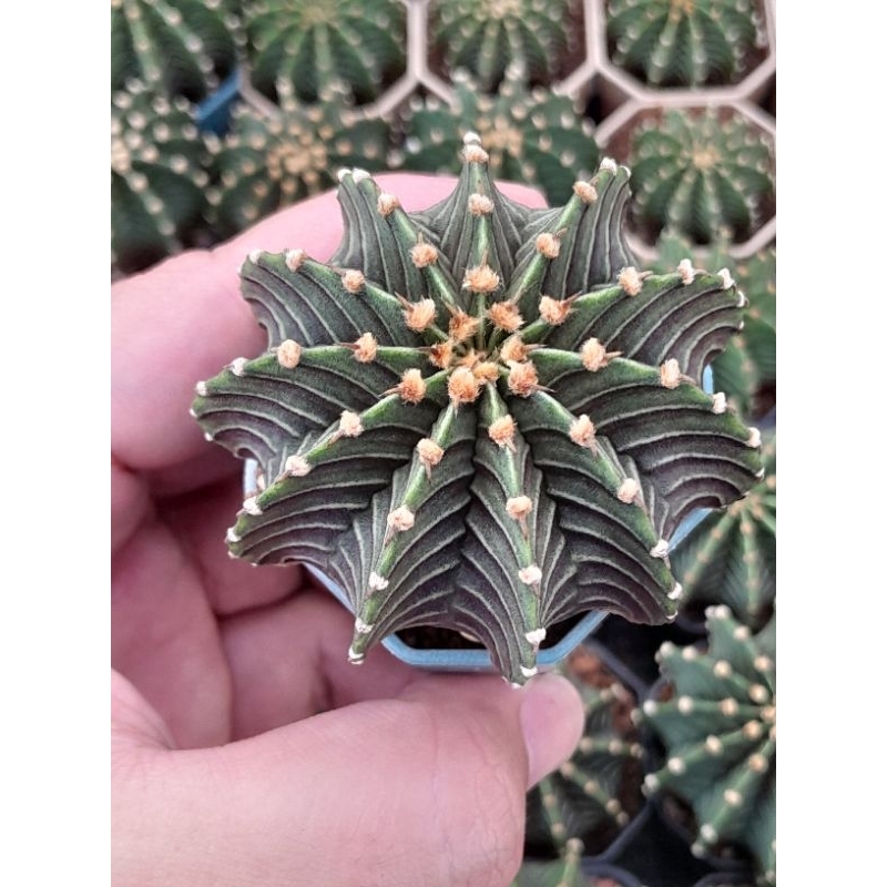 LB2178 แอลบี2178 ขนาด 5 cm.++ | Shopee Thailand