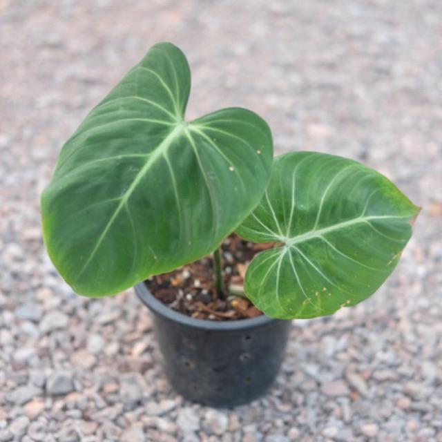 Philodendron gloriusum ฟิโลเดนดรอน กลอลิออซั่ม ก้านแบน | Shopee Thailand