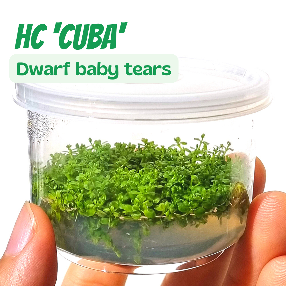 หวีดจิ๋ว (เนื้อเยื่อ) – HC ‘CUBA’ (TISSUE CULTURE) | Shopee Thailand
