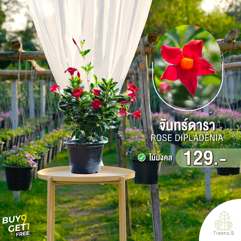 Treeno.9 T466 จันทร์ดารา สีแดง (Rose Dipladenia) กระถางแขวน 8 นิ้ว ...