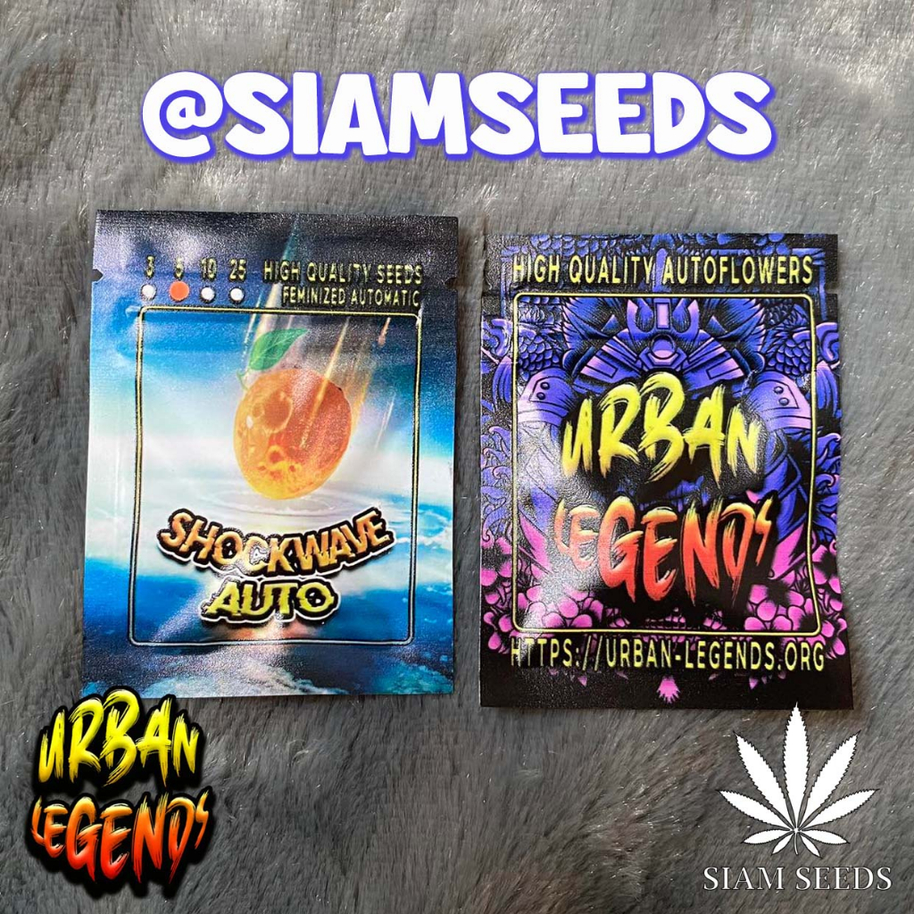 เมล็ดกัญชา Urban Legends Shockwave Auto Cannabis Seeds (Pack of 5 ...