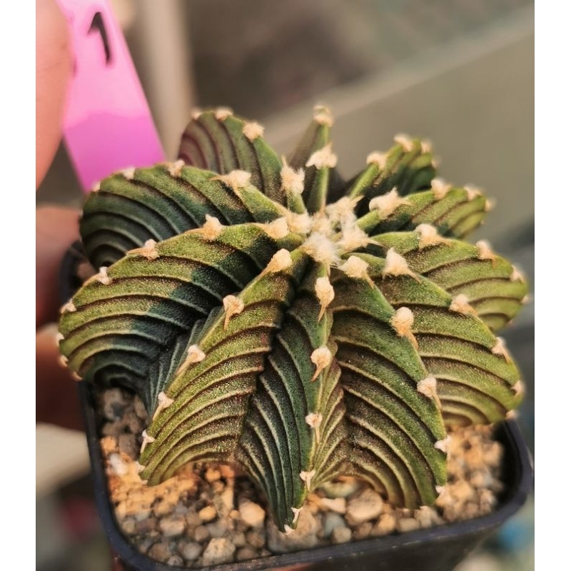 Lb 2178 ขนาดกระถาง2นิ้ว ยิมโน แอลบีแท้ | Shopee Thailand