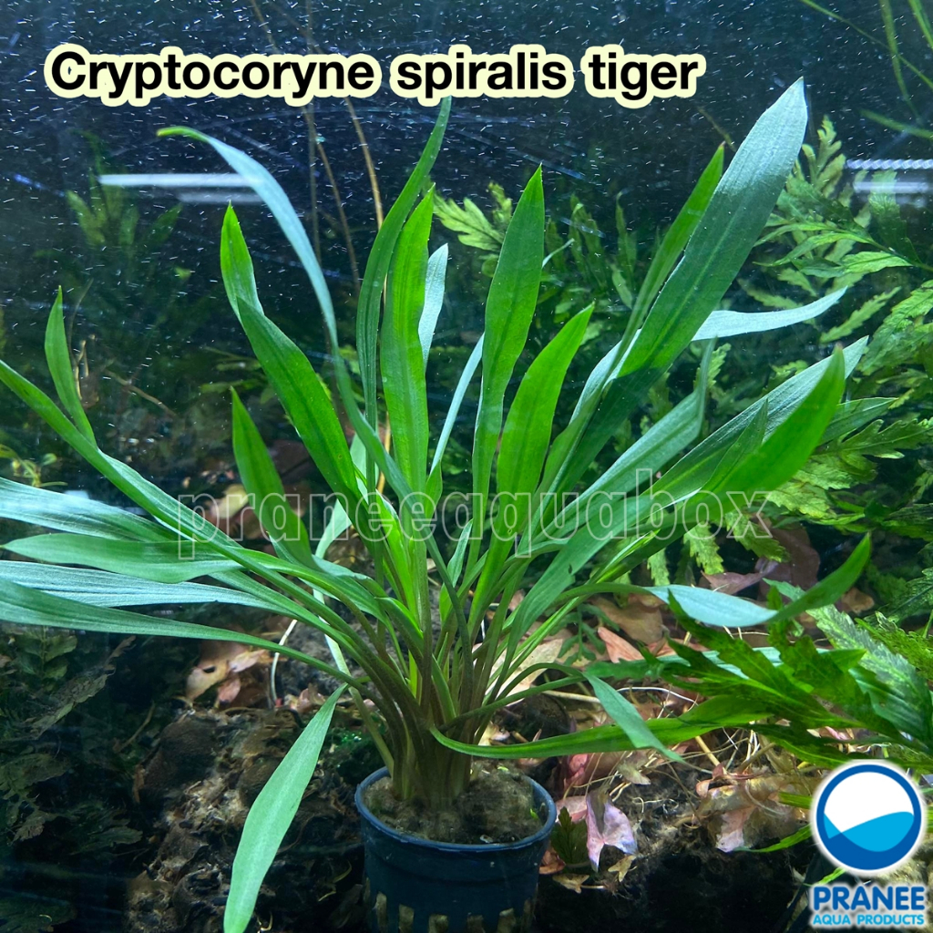 คริป Cryptocoryne spiralis tiger พร้อมปลูกต้นไม้น้ำ ต้นไม้น้ำตกแต่งตู้ปลา ***กรุณาอ่านรายละเอียด ...