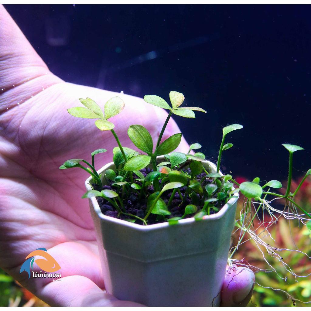 ต้นไม้น้ำ มาซิเลีย เฮอซูต้า Marsilea hirsuta | Shopee Thailand