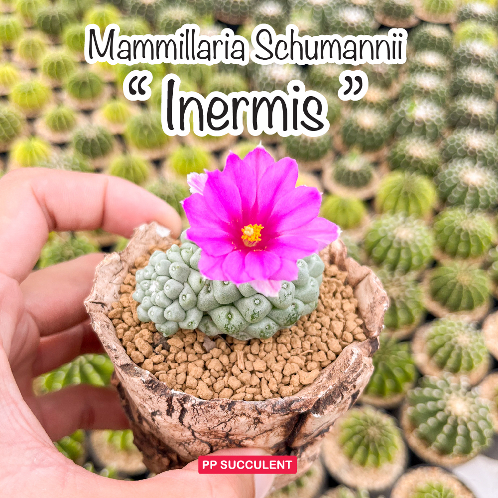 Mammillaria Schumannii " Inermis " แมมมิลาเรีย ชูแมนนิไอ " ไร้หนาม ...