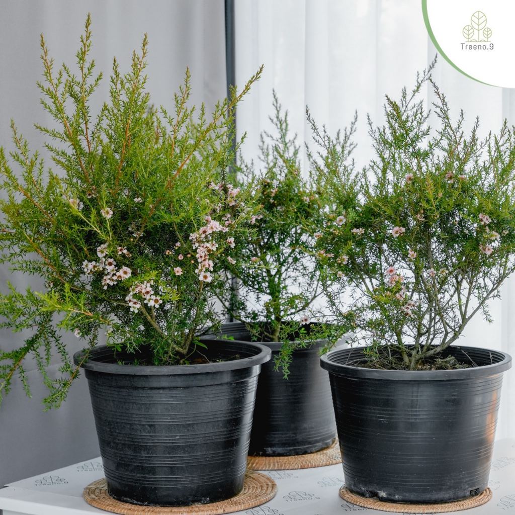 Treeno.9 T227 สนมานูก้า ไม้มงคล (Manuka) กระถาง 10 นิ้ว / สูง 50-60 ซม. ...