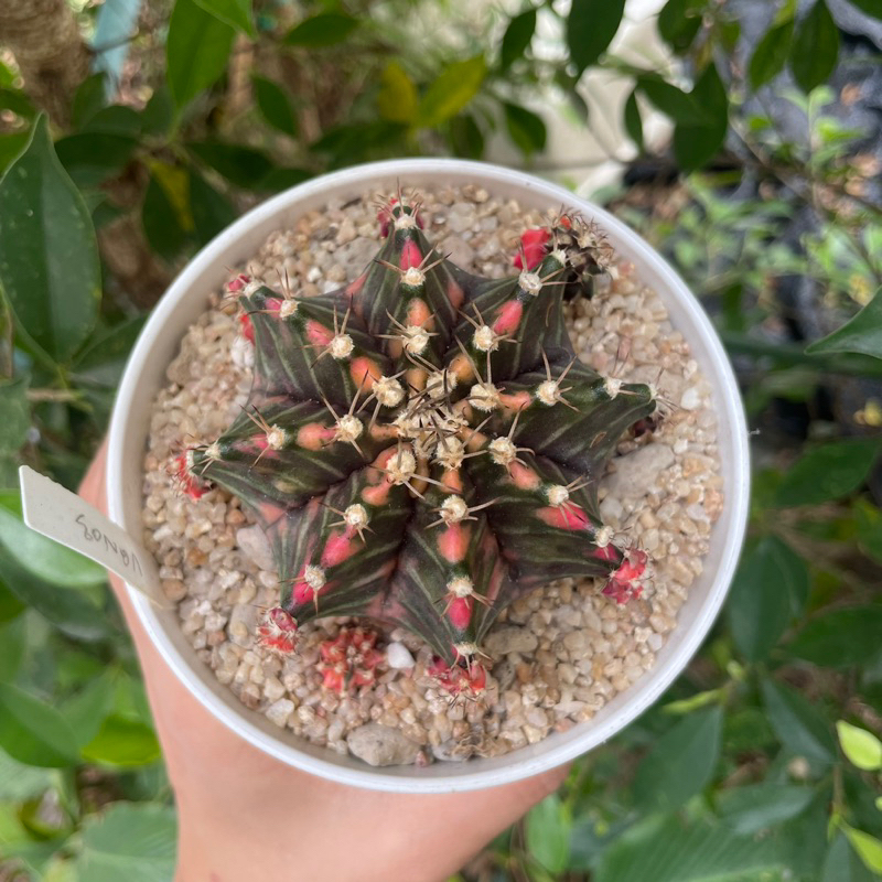 (LY CACTUS)แคคตัส ยิมโนคาไลเซียม | Shopee Thailand