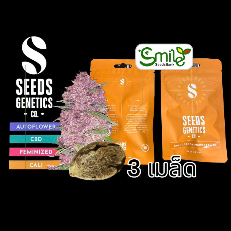 เมล็ดกัญชา Grand Daddy Purple (Fem) - Seeds Genetics.Co | Shopee Thailand