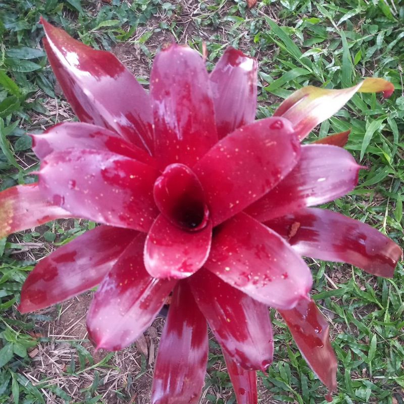 (ลดเพิ่ม 50% สูงสุด 100 ใส่โค้ด INCLV33) ️สับปะรดสี#ไม้ไฮบริดมีความโดดเด่นในแต่ละต้นไม่ซ้ำใครน่า ...