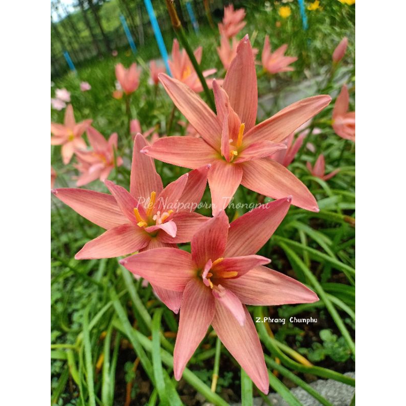 บัวดินดอกซ้อน Z.Phrang Chumphu,พรางชมพู หัวละ25บาท | Shopee Thailand