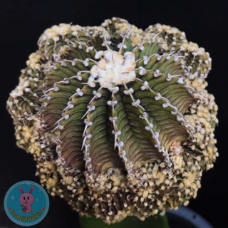 lb2178 แท้ 13พู ราคาพิเศษ | ซื้อออนไลน์ที่ Shopee ส่งฟรี*ทั่วไทย!